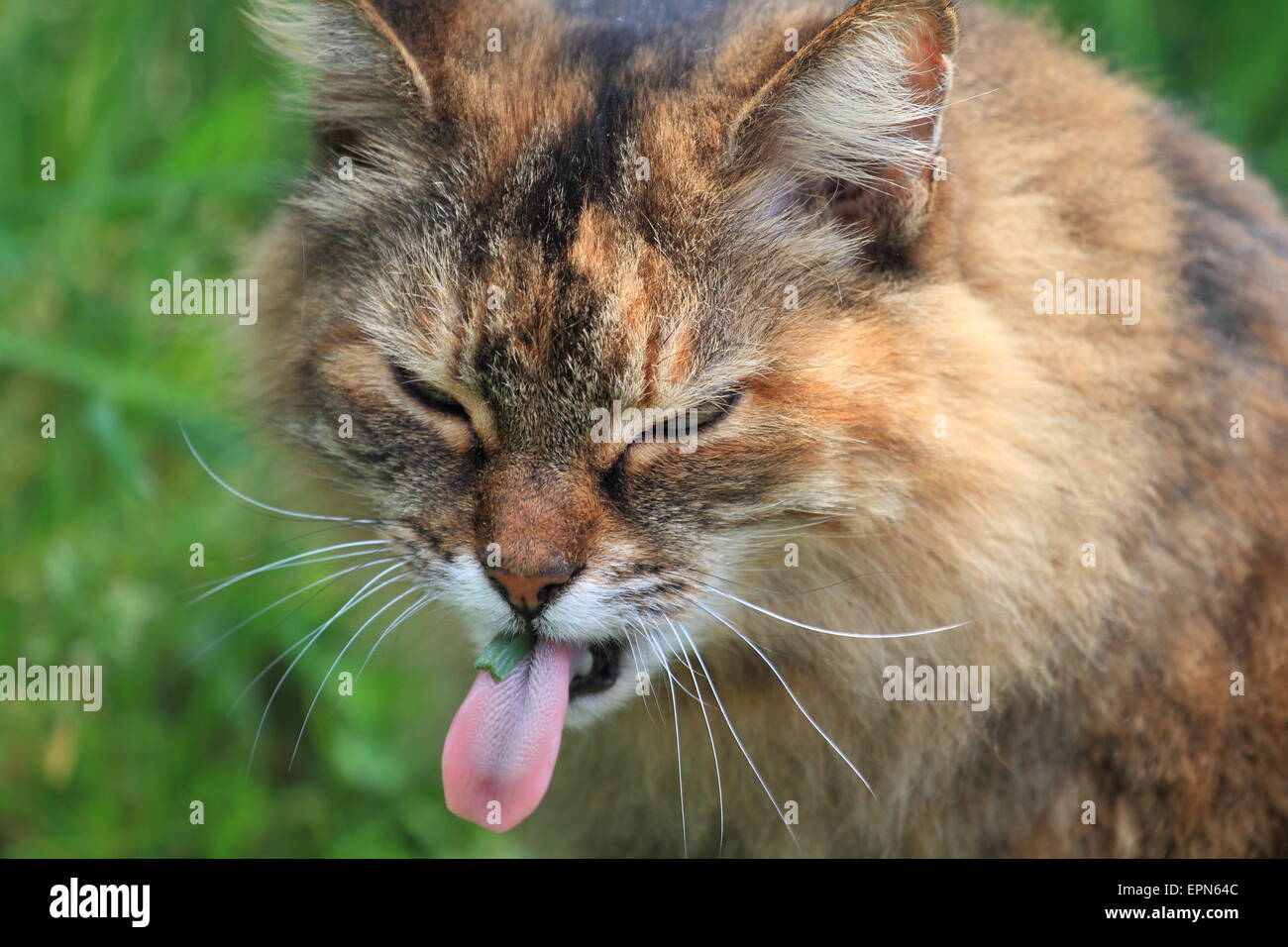 Spitting animal hi-res stock photography and images - Alamy