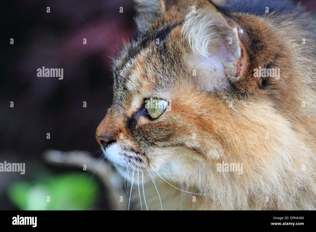 Tabby cat portrait headshot face head hi-res stock photography and ...