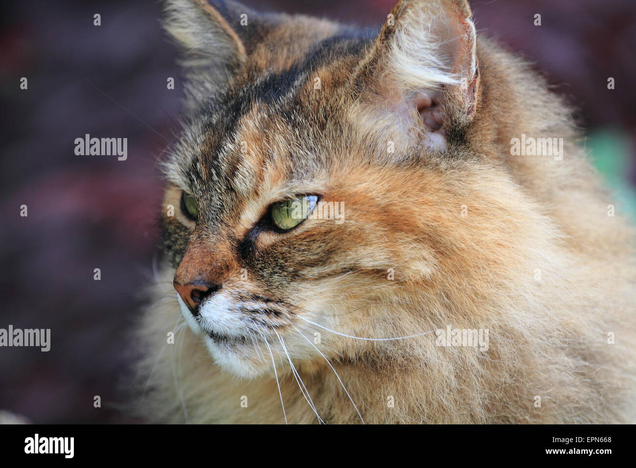 Cat portrait photography hi-res stock photography and images - Alamy