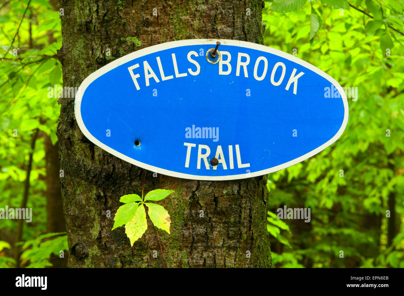 Brook trail hi-res stock photography and images - Alamy