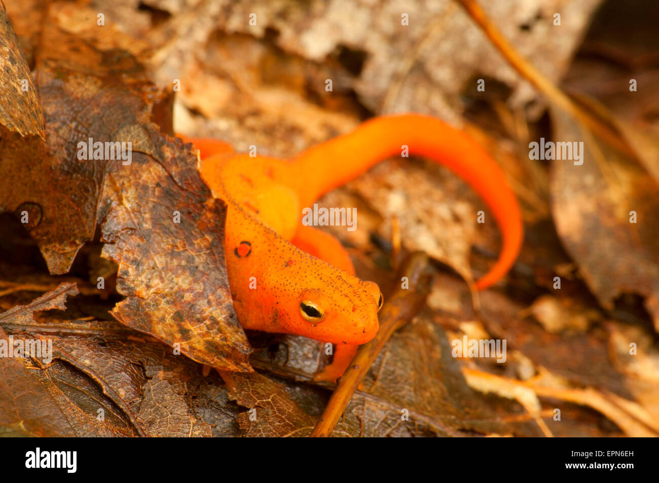 Red spotted salamander hi-res stock photography and images - Alamy