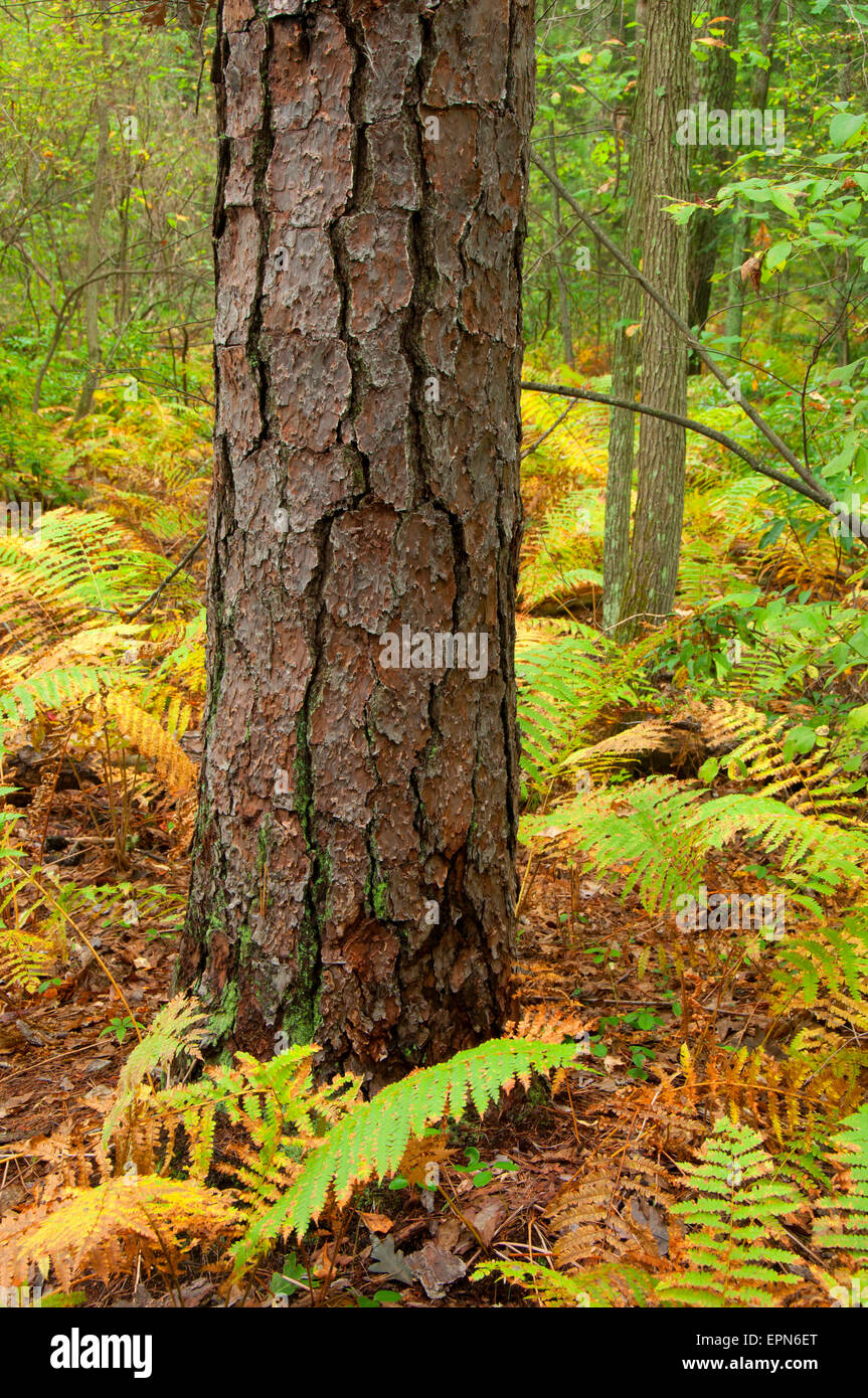 Massacoe state forest hi-res stock photography and images - Alamy