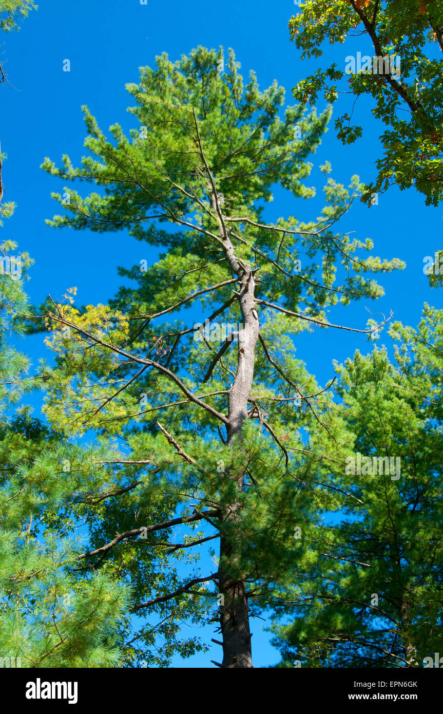 White pine, Shade Swamp Sanctuary, Connecticut Stock Photo - Alamy