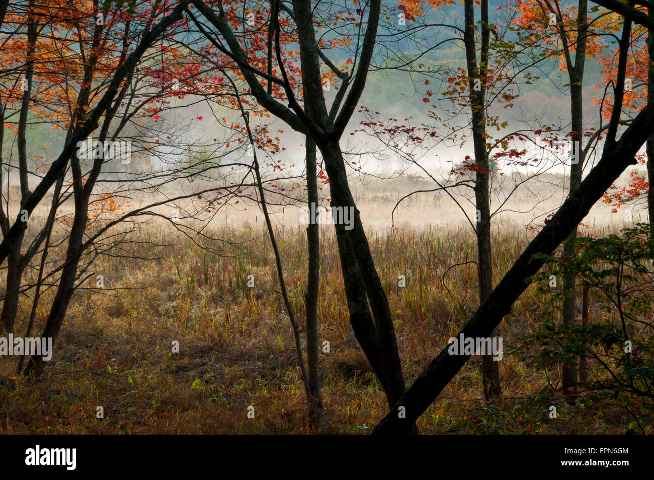 Swamp maple hi-res stock photography and images - Alamy