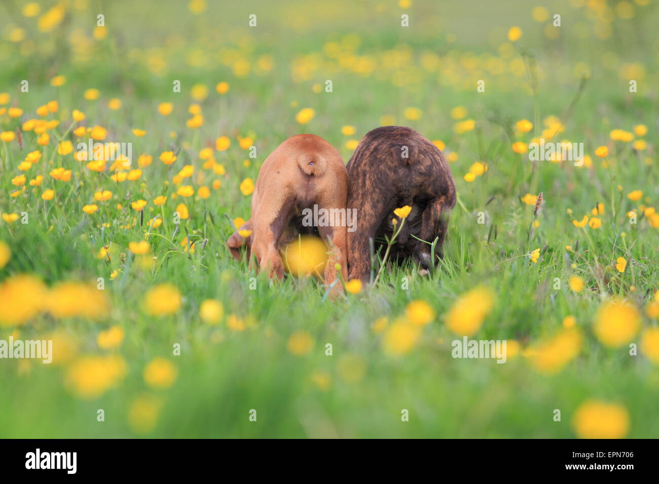 Cute puppy field cute hi-res stock photography and images - Alamy