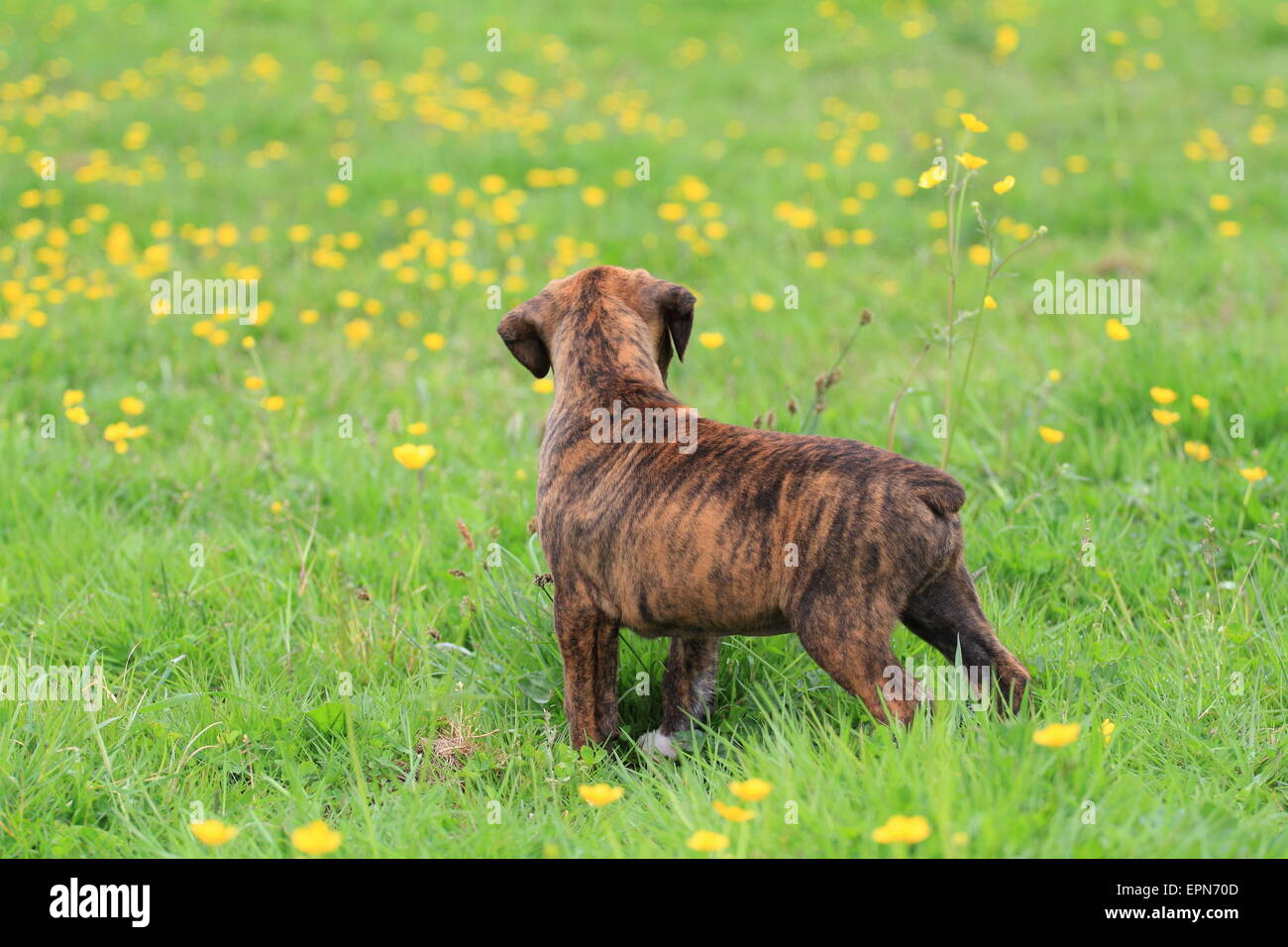 Puppy field hi-res stock photography and images - Alamy