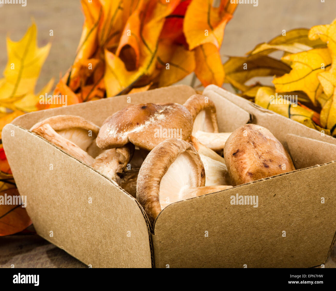 Box mushrooms hi-res stock photography and images - Alamy