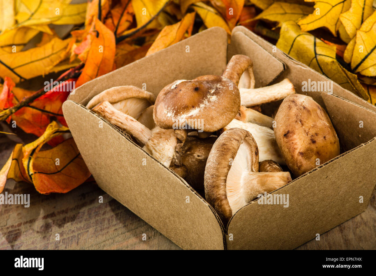 Box mushrooms hi-res stock photography and images - Alamy