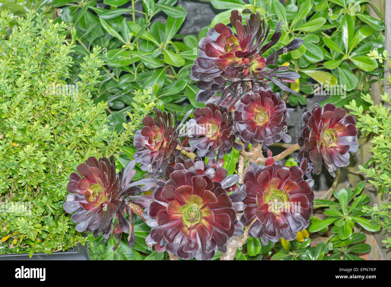 Aeonium arboreum "Atropurpureum", Dark purple houseleek tree Stock ...