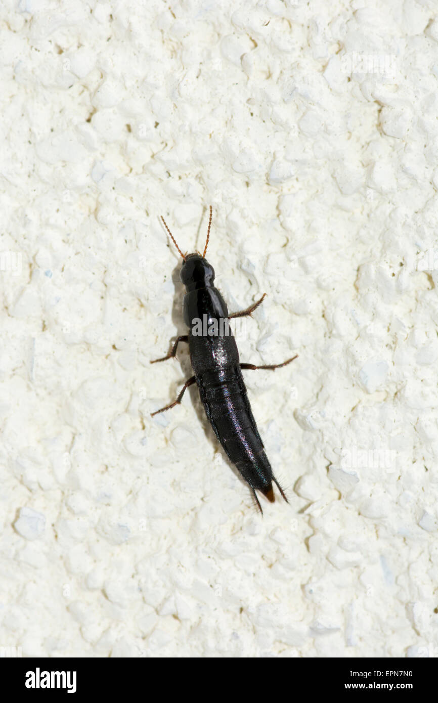 Staphylinus olens, Devil's coach horse beetle Stock Photo - Alamy