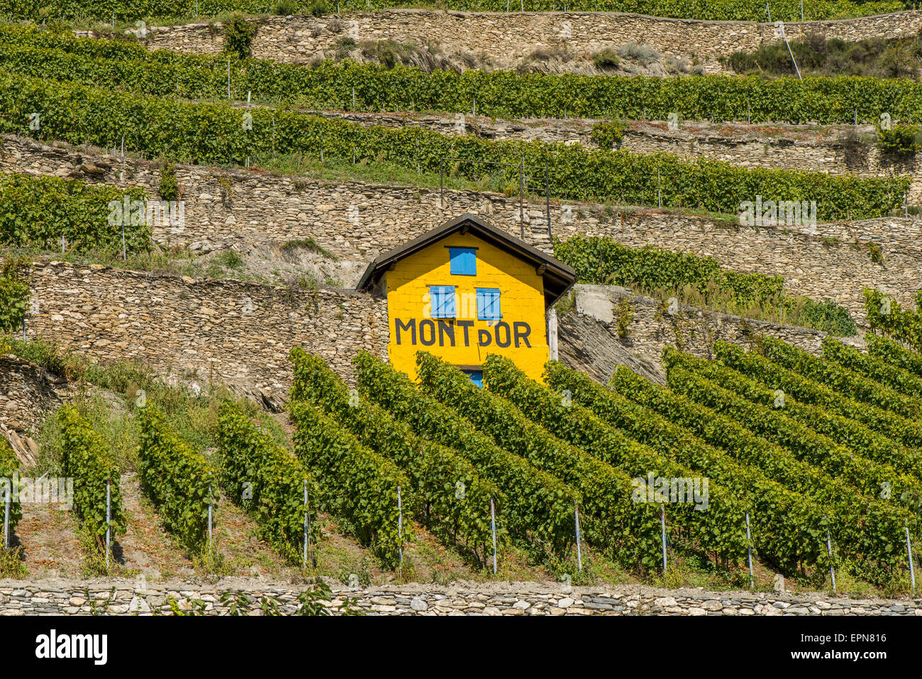 Rhone Valley, vine growing area, Conthey, Bourg, Valais, Switzerland ...