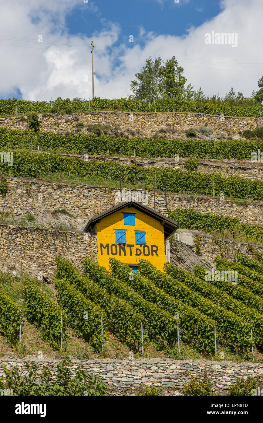 Rhone Valley, vine growing area, Conthey, Bourg, Valais, Switzerland ...