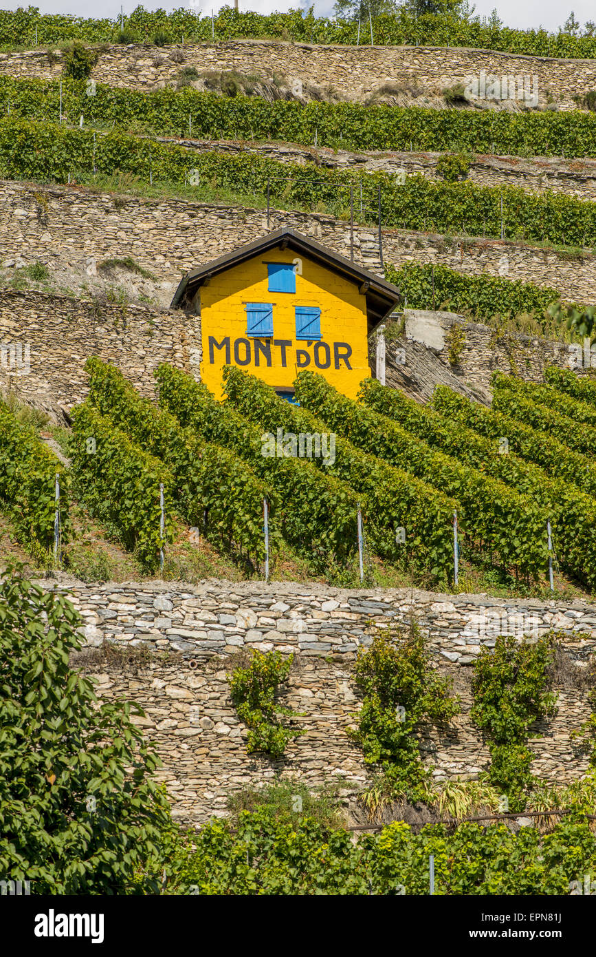 Rhone Valley, vine growing area, Conthey, Bourg, Valais, Switzerland ...