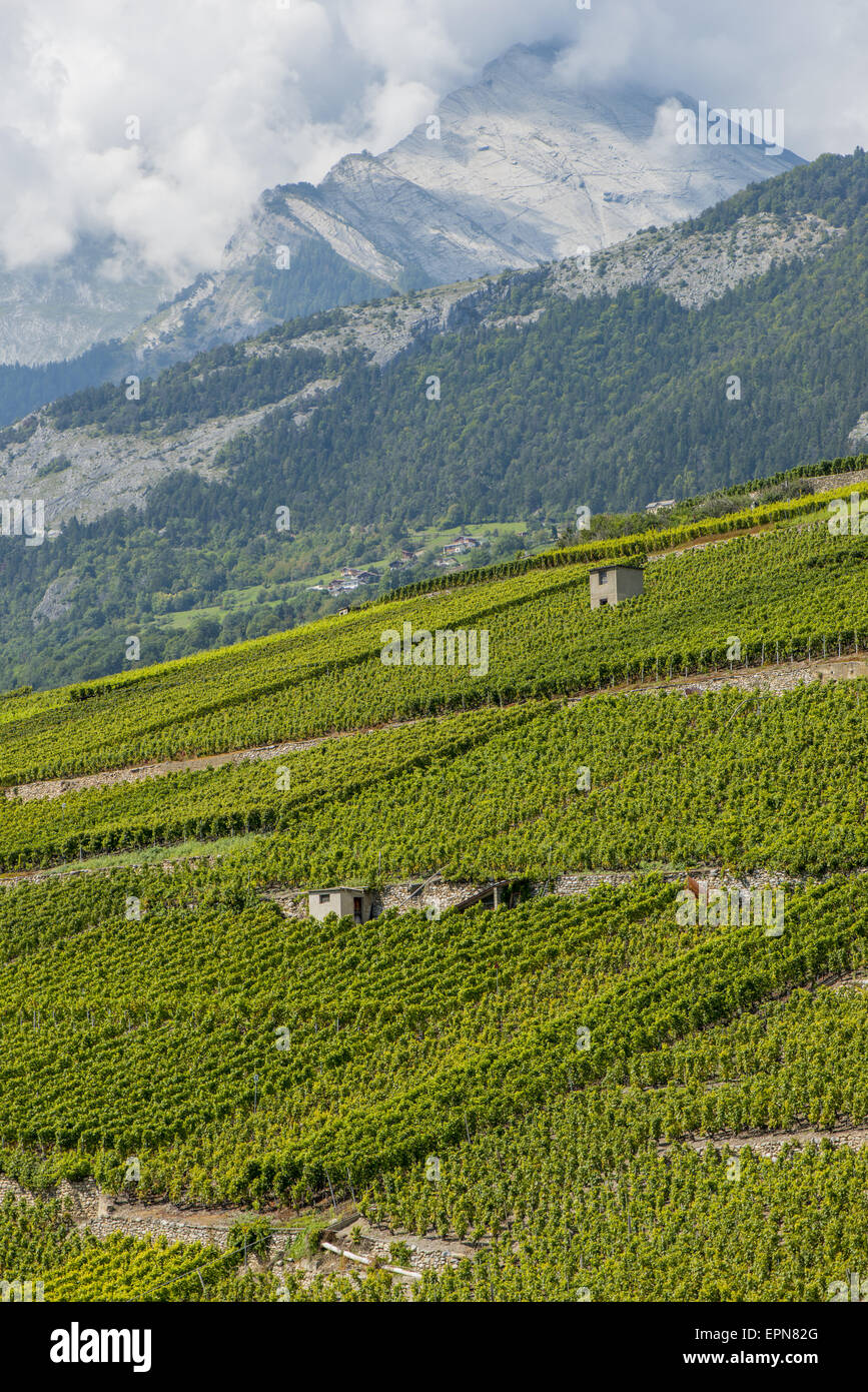 Rhone Valley, vine growing area, Conthey, Bourg, Valais, Switzerland ...