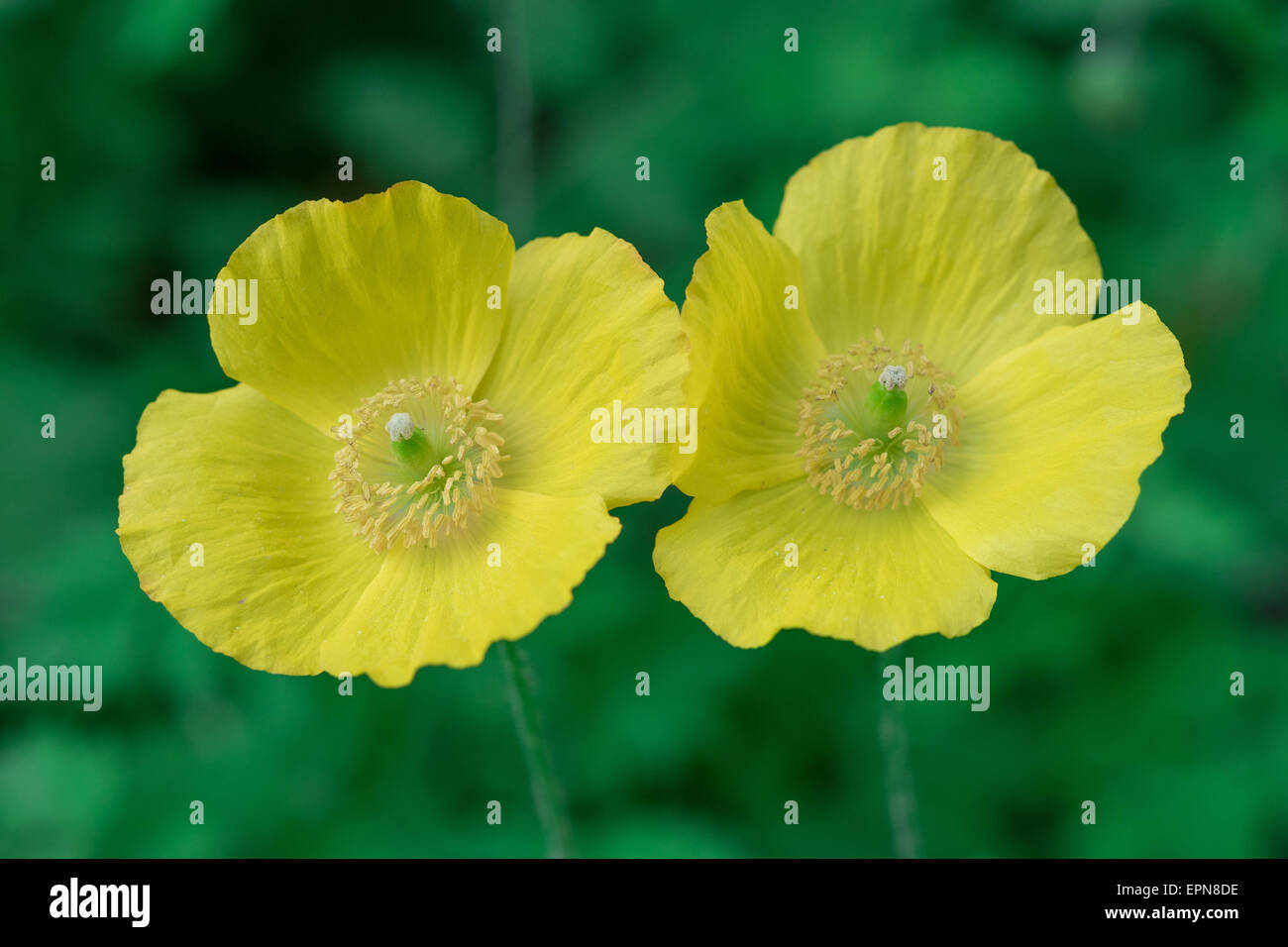 Welsh poppy hi-res stock photography and images - Alamy