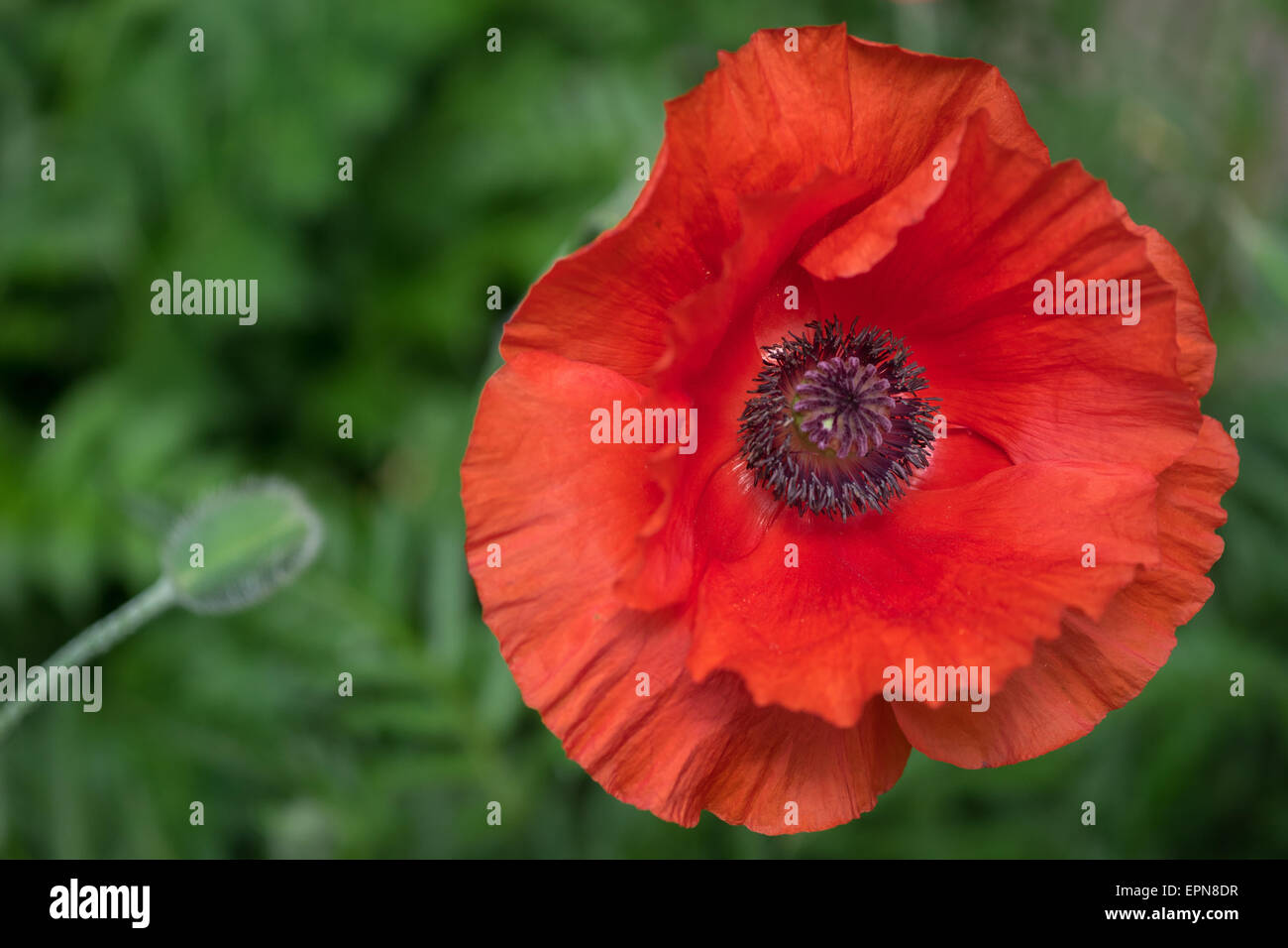 Papaver orientale Oriental poppy close up Stock Photo - Alamy