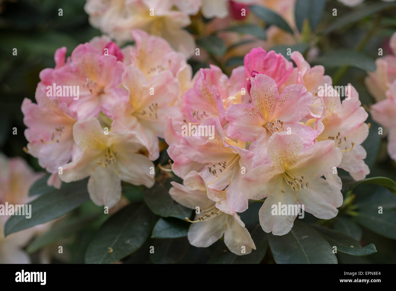 Rhododendron Percy Wiseman pink yellow rich flowers Stock Photo - Alamy