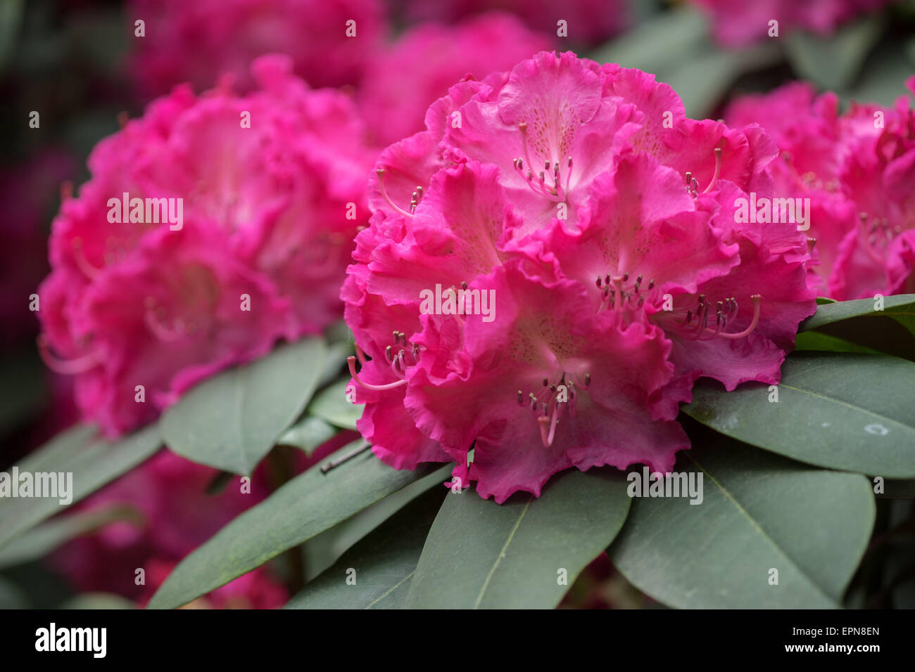 Kalinka hi-res stock photography and images - Alamy