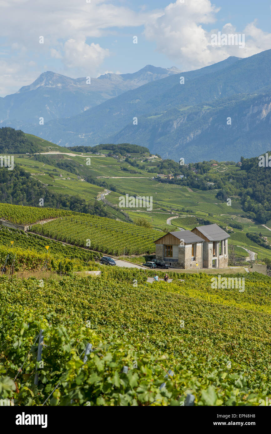 Vine growing hi-res stock photography and images - Alamy