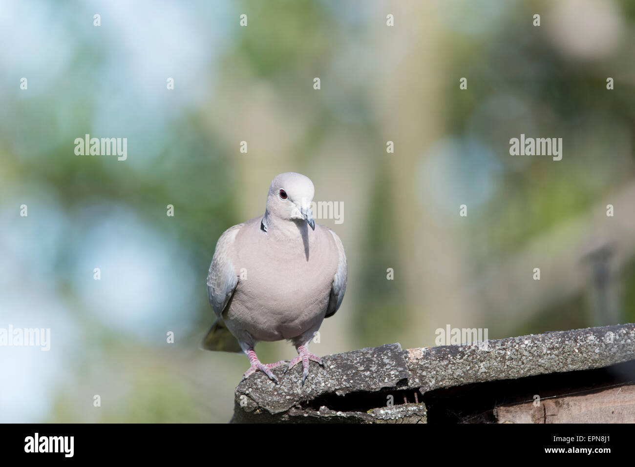 Collared dove garden bird hi-res stock photography and images - Alamy