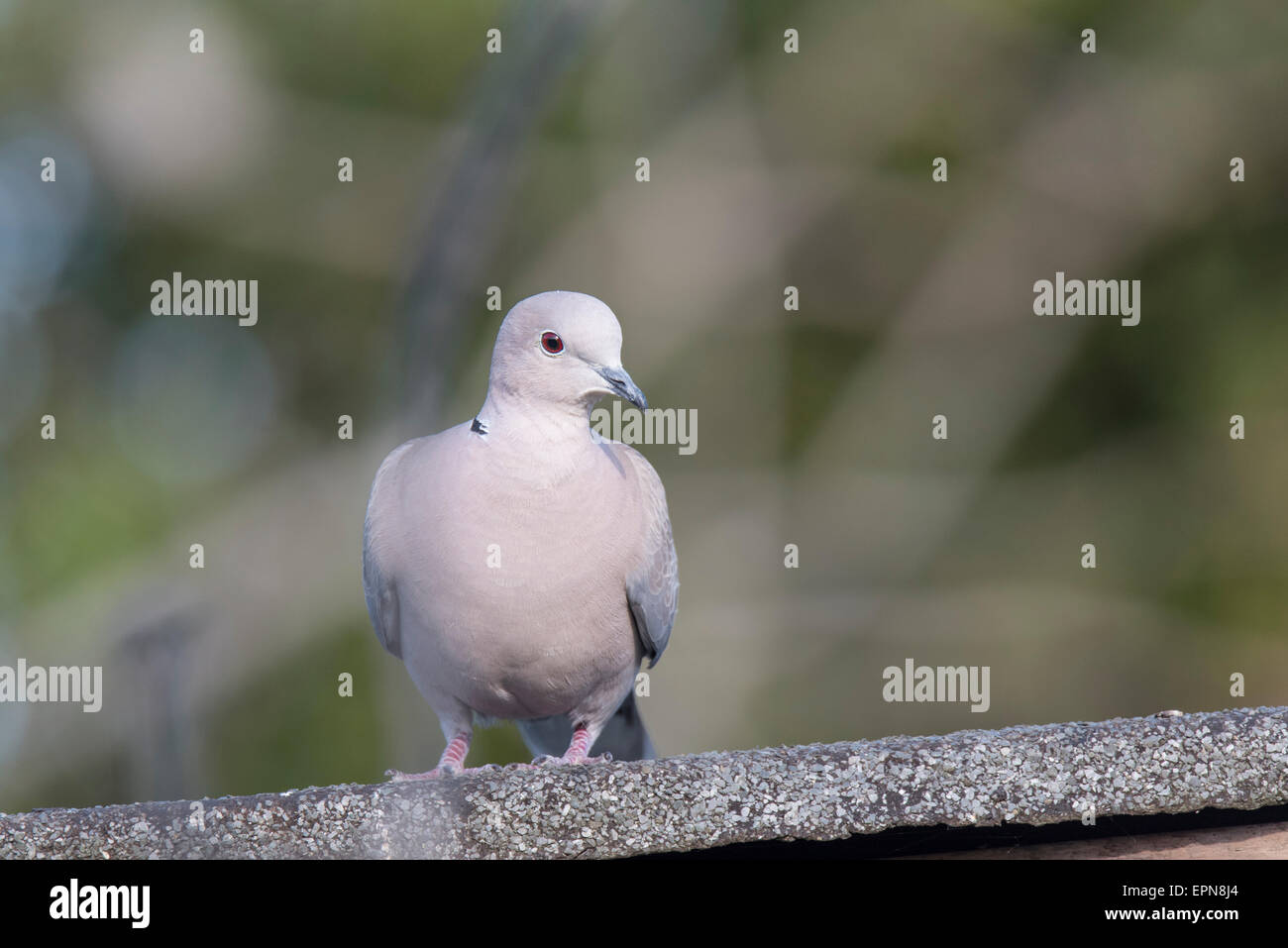 A perched Collared Dove Stock Photo - Alamy