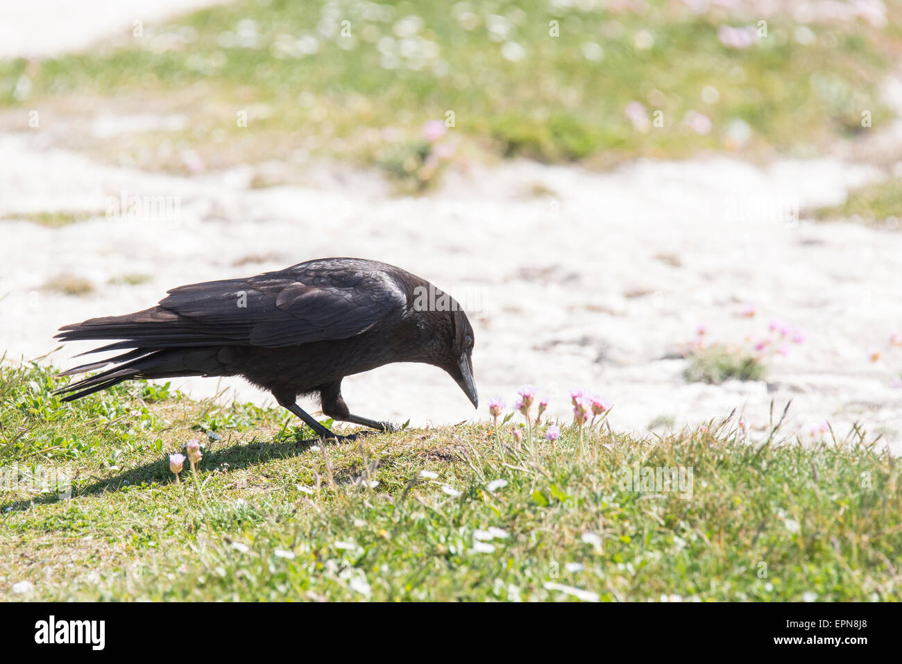 Kara les kargasi hi-res stock photography and images - Alamy