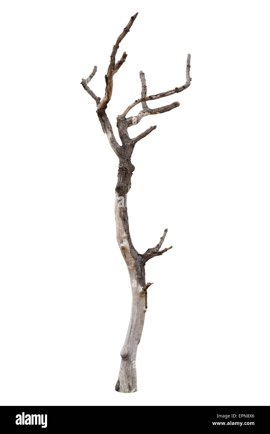 Dead tree isolated on white background Stock Photo - Alamy