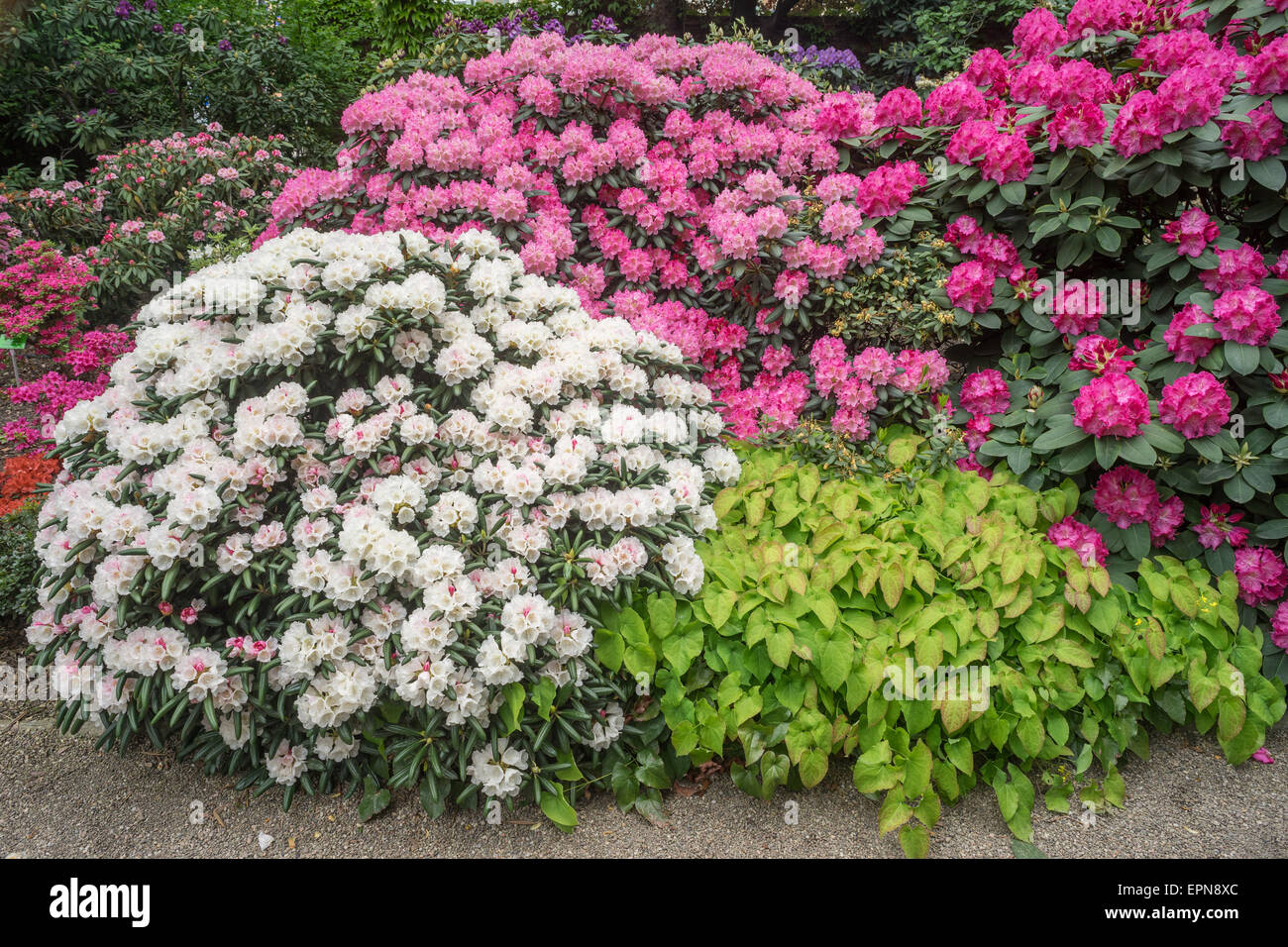 Pink,red and white rhododendron shrub in full bloom Stock Photo - Alamy