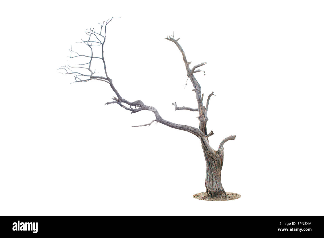 Tree trunk dead wood Cut Out Stock Images & Pictures - Alamy