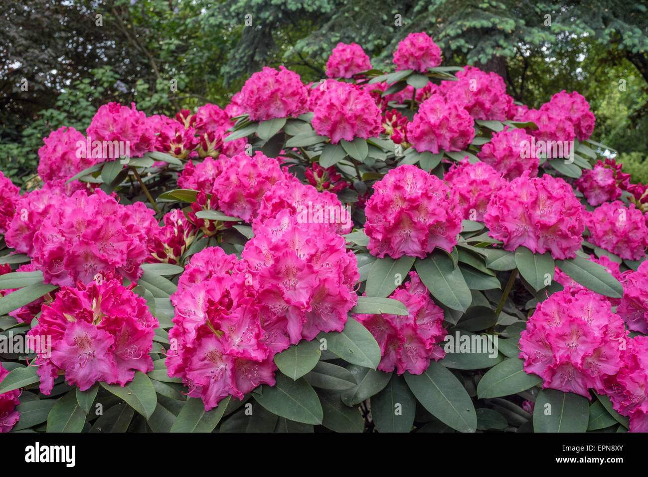 Kalinka High Resolution Stock Photography and Images - Alamy