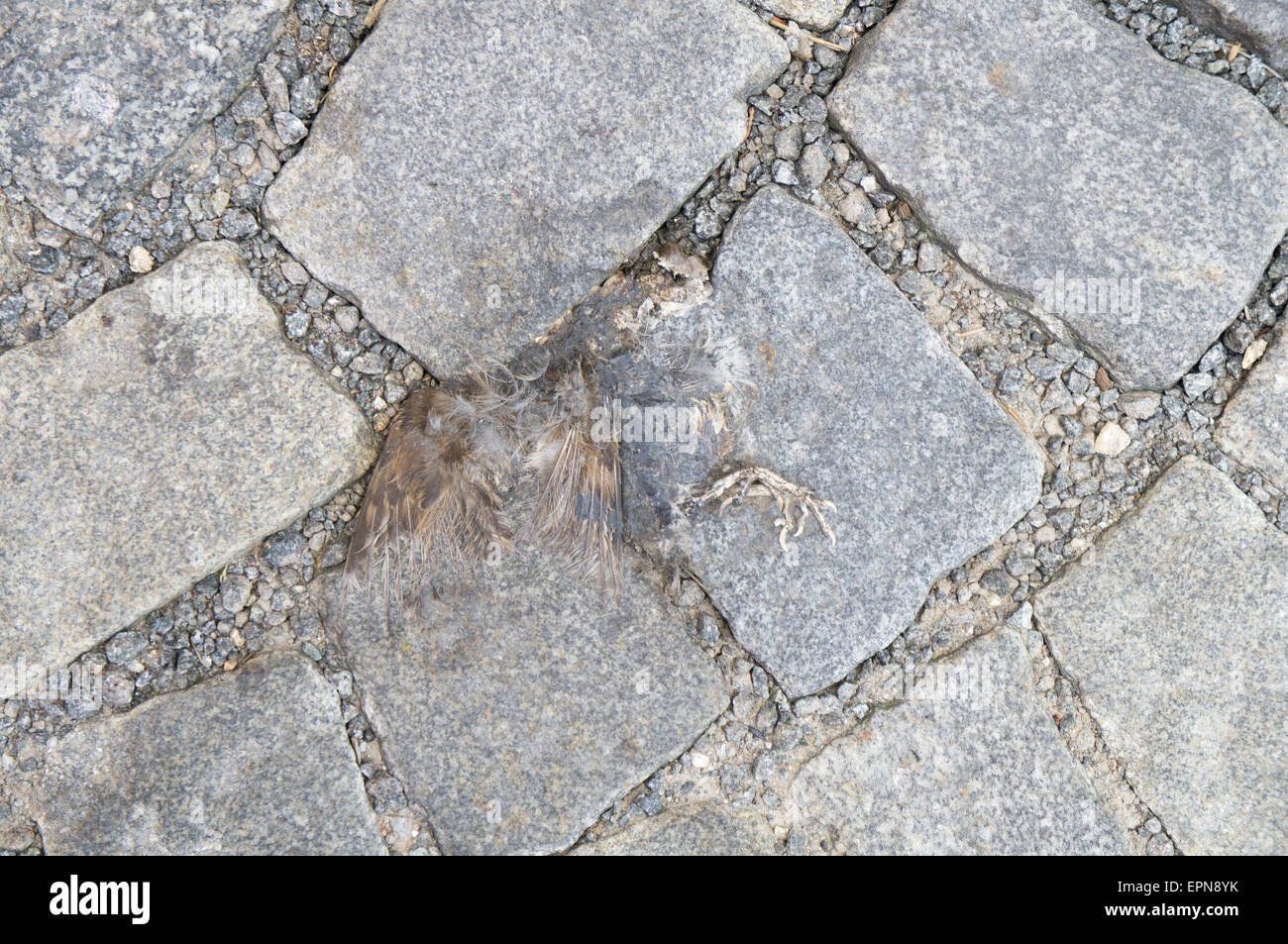 street, pavement, driven over sparrow, bird, animal Stock Photo - Alamy