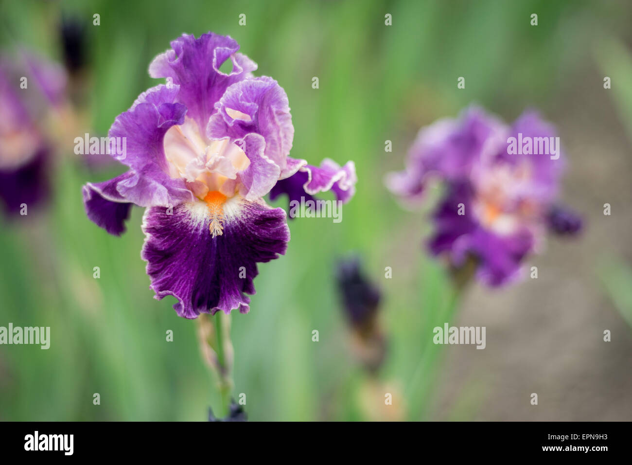 Violet iris hi-res stock photography and images - Alamy