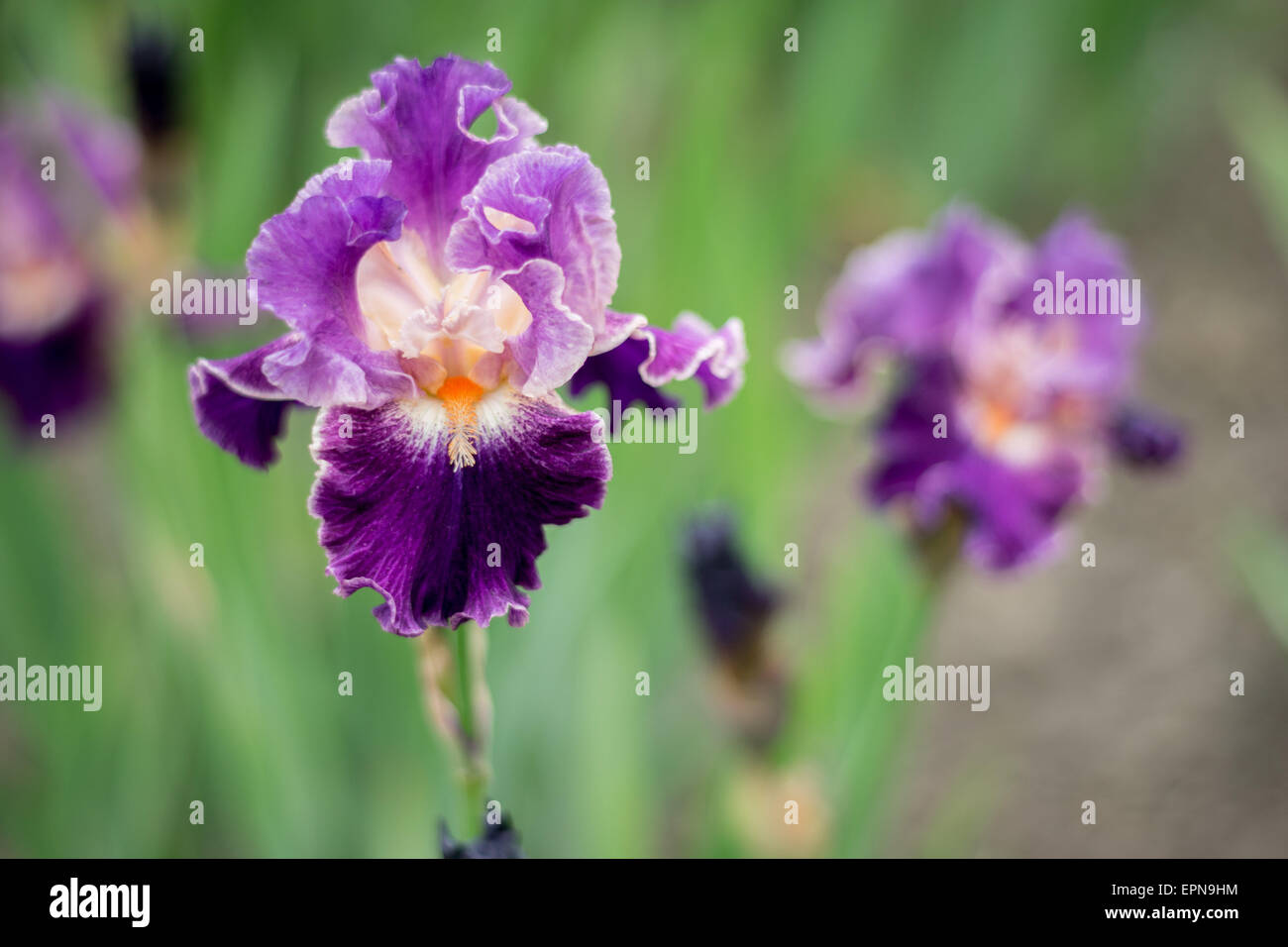 Violet iris hi-res stock photography and images - Alamy