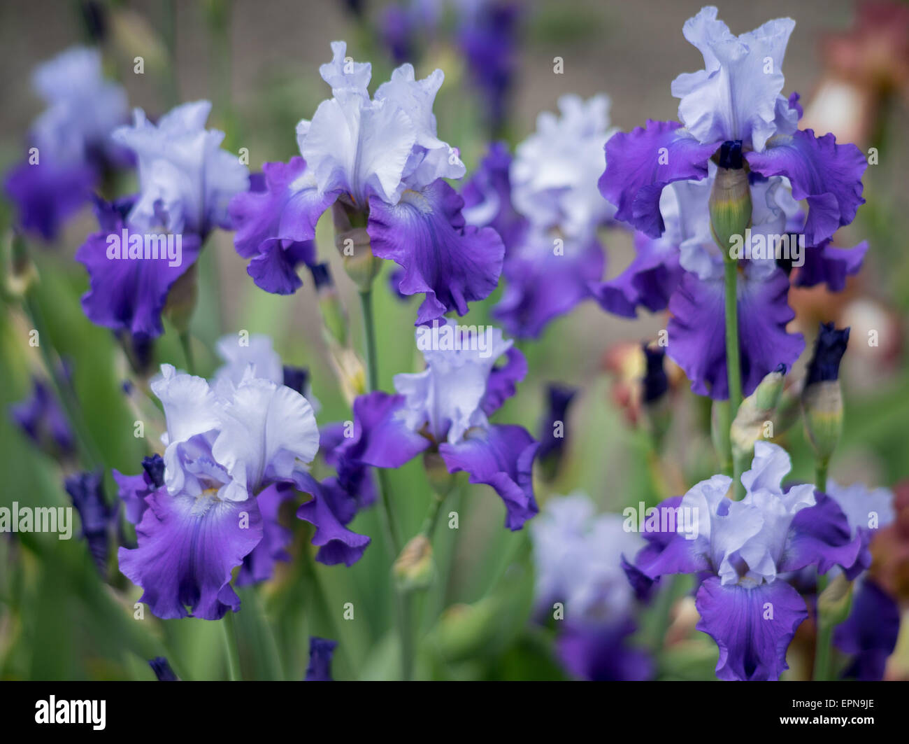 Bluish purple flowers hi-res stock photography and images - Alamy