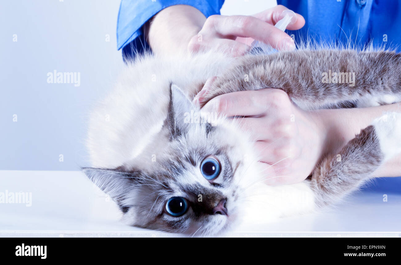 frightened young blue-eyed furry cat veterinarian makes an injection ...