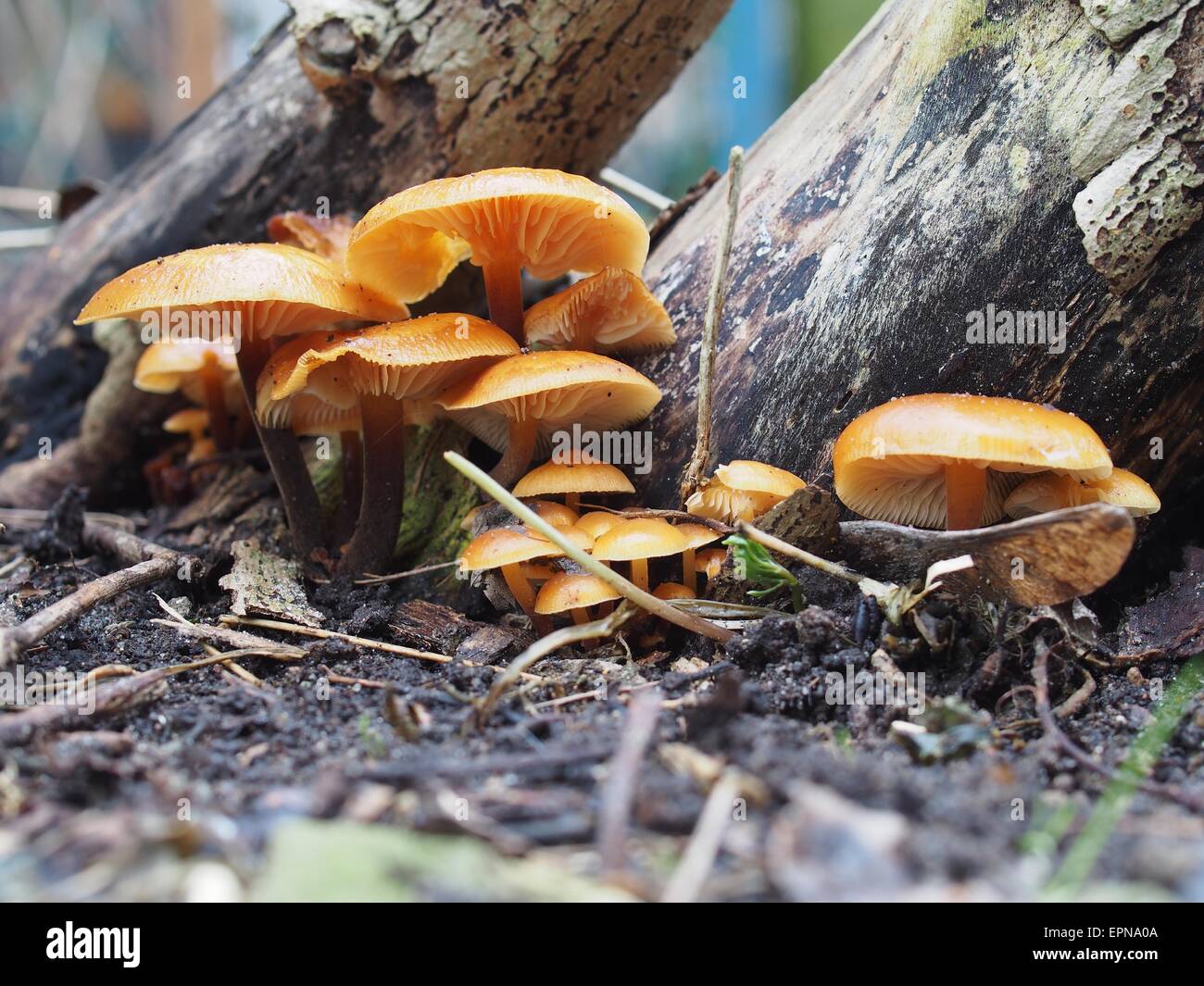 enoki mushroom flammulina velutipes on tree background Stock Photo - Alamy