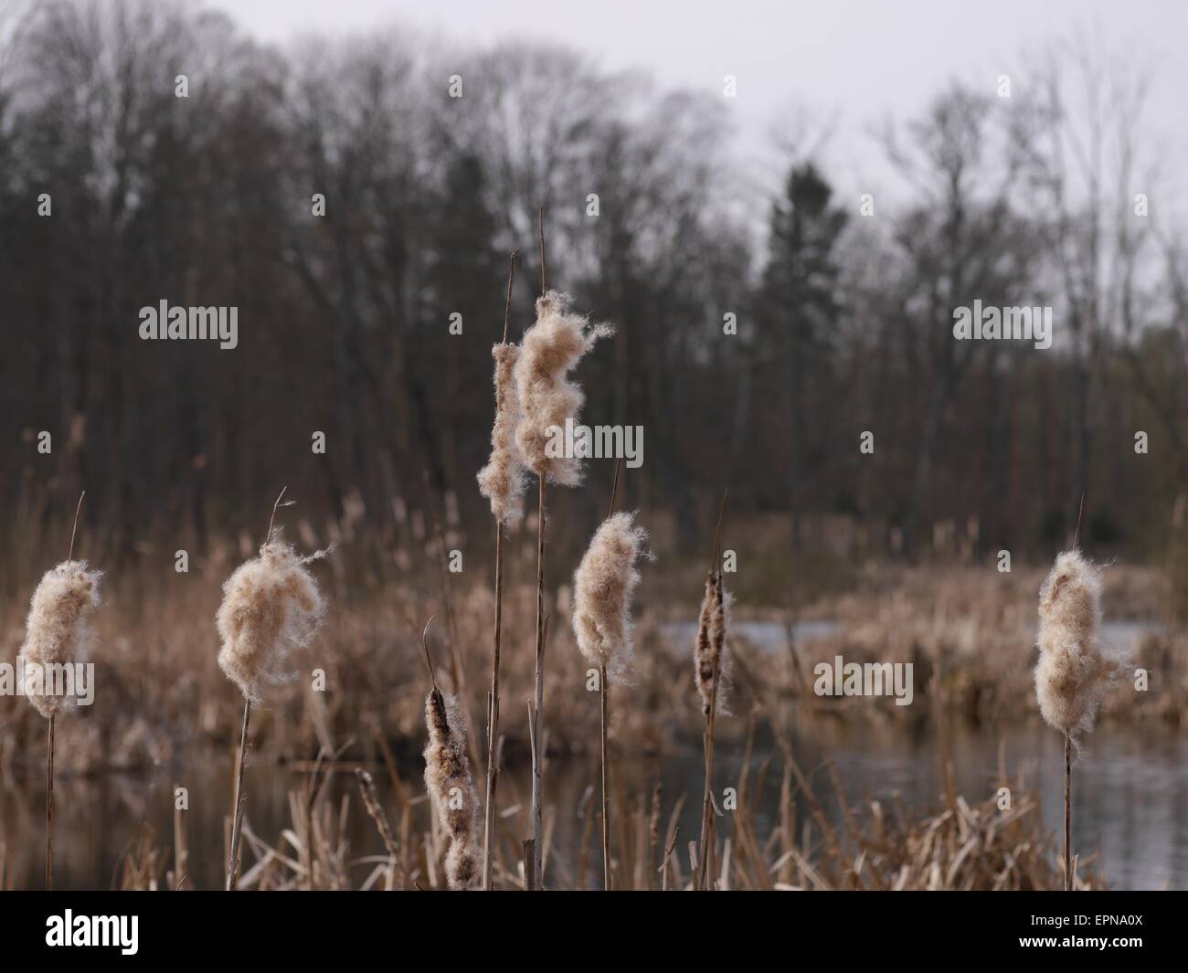 Acorus calamus hi-res stock photography and images - Alamy