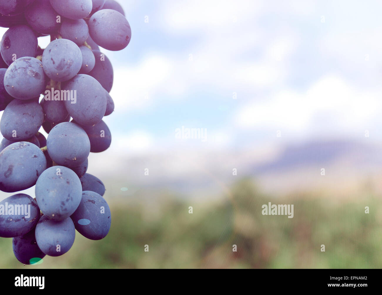 Sweet and tasty blue grape bunch on the vine Stock Photo - Alamy