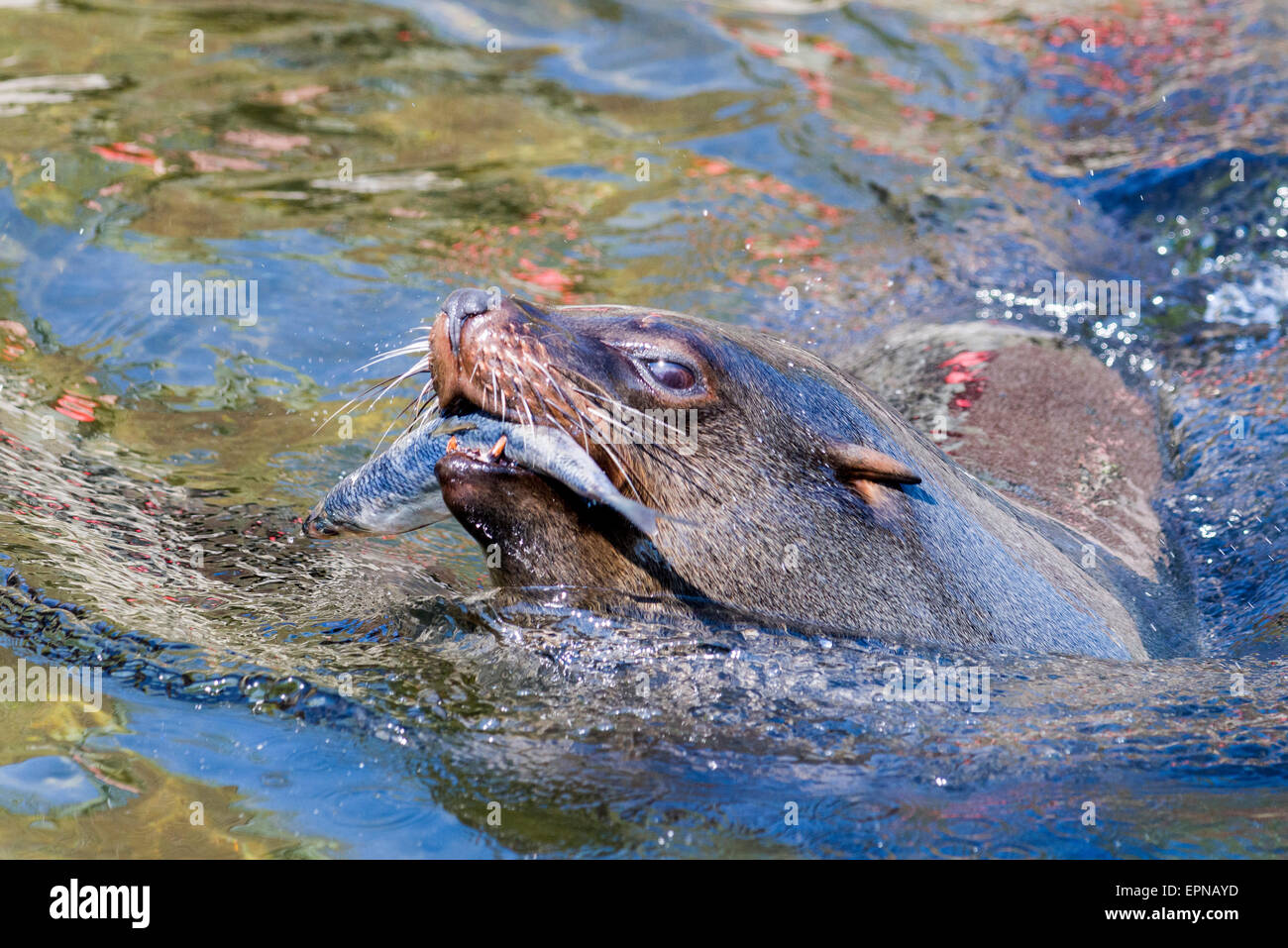 South African Fur Seal (Arctocephalus pusillus pusillus), swimming in ...