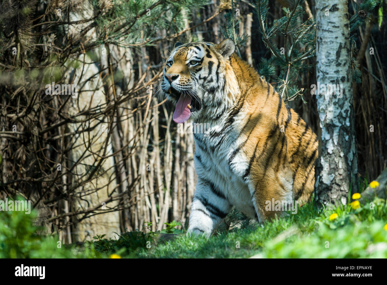 Amur Tiger (Panthera tigris altaica) standing between trees with the ...