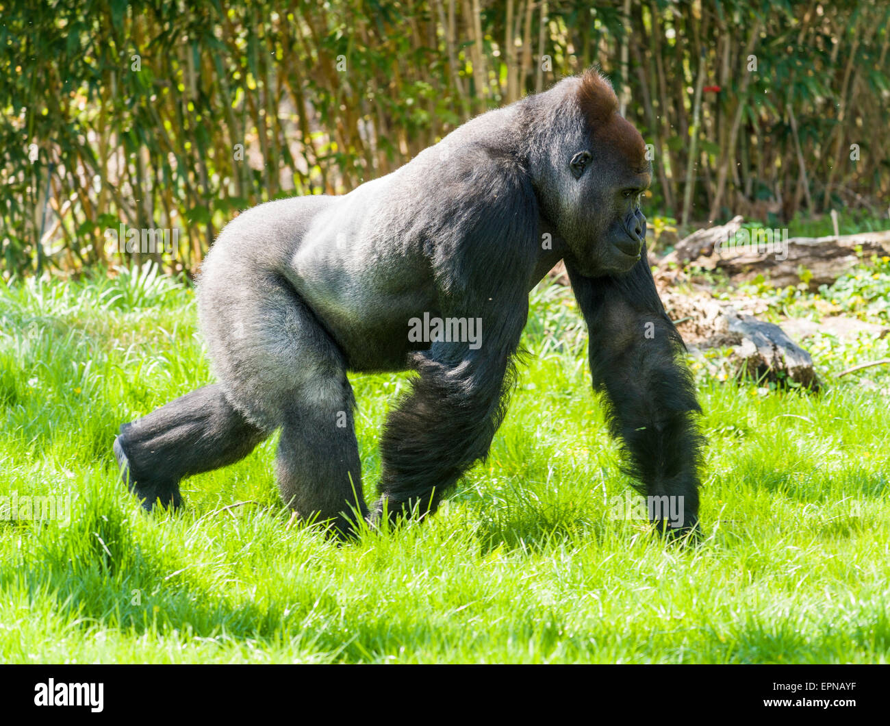 Western Low Land Gorilla (Gorilla gorilla gorilla), male silverback ...
