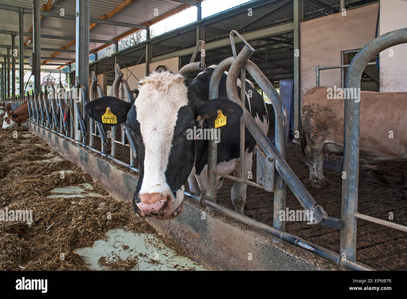 Holstein dairy cow at a feed rack in a freestall barn, Bavaria, Germany ...