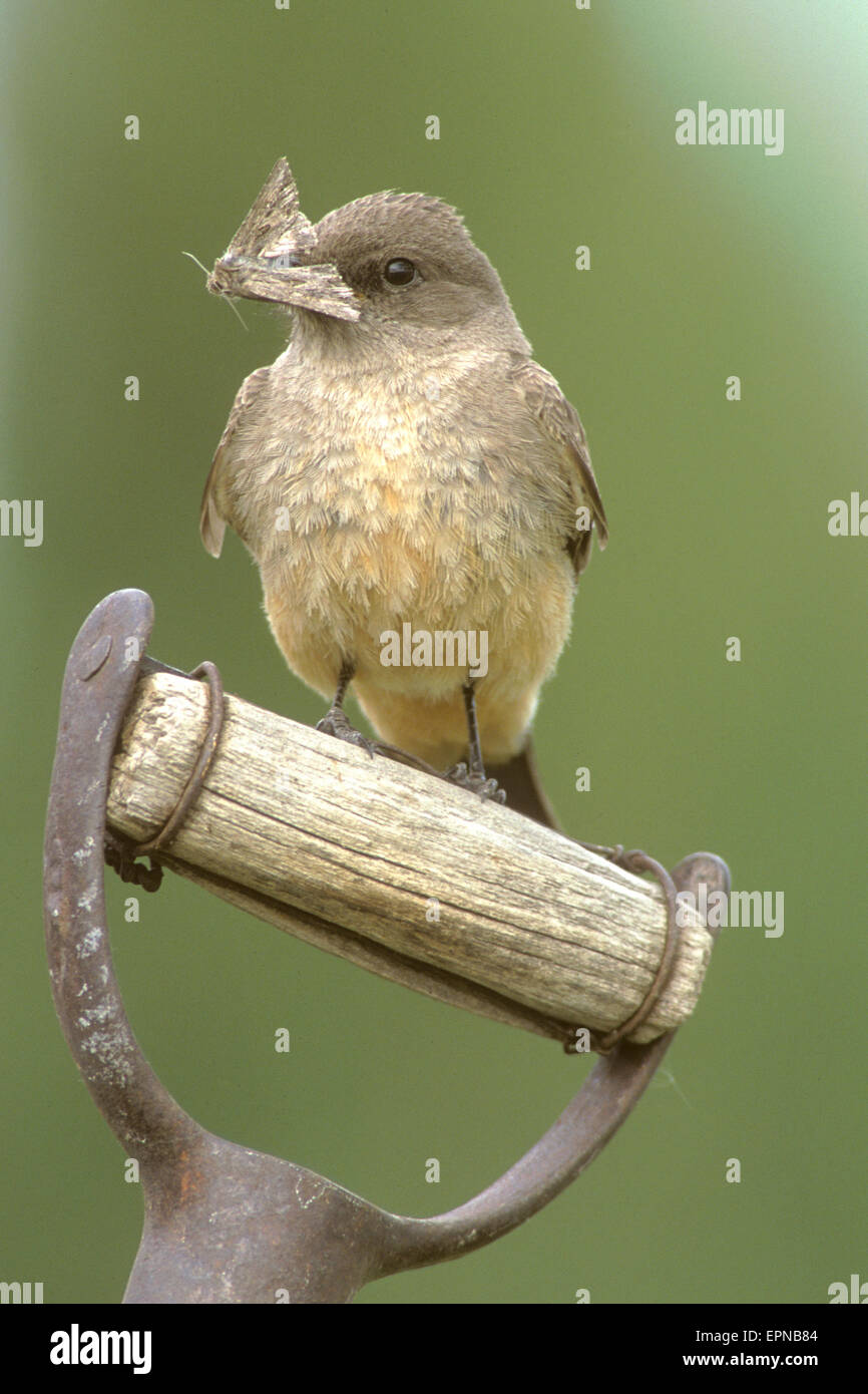 Carrying in moth hi-res stock photography and images - Alamy