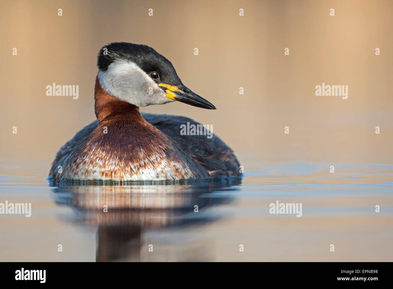 Red-necked Grebe (Podiceps grisegena), male, breeding plumage ...