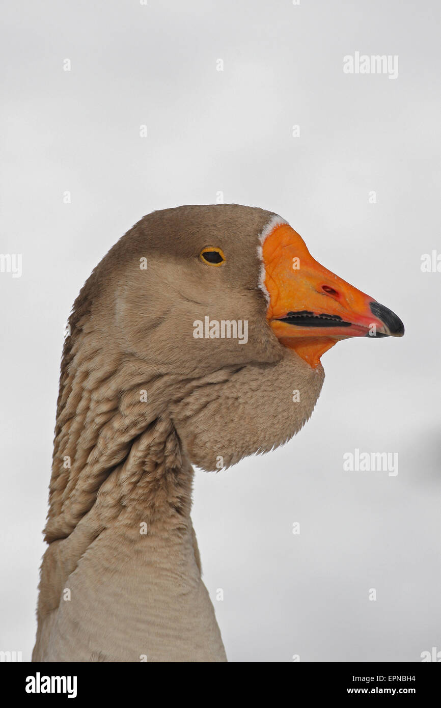 Toulouse goose dewlap hi-res stock photography and images - Alamy
