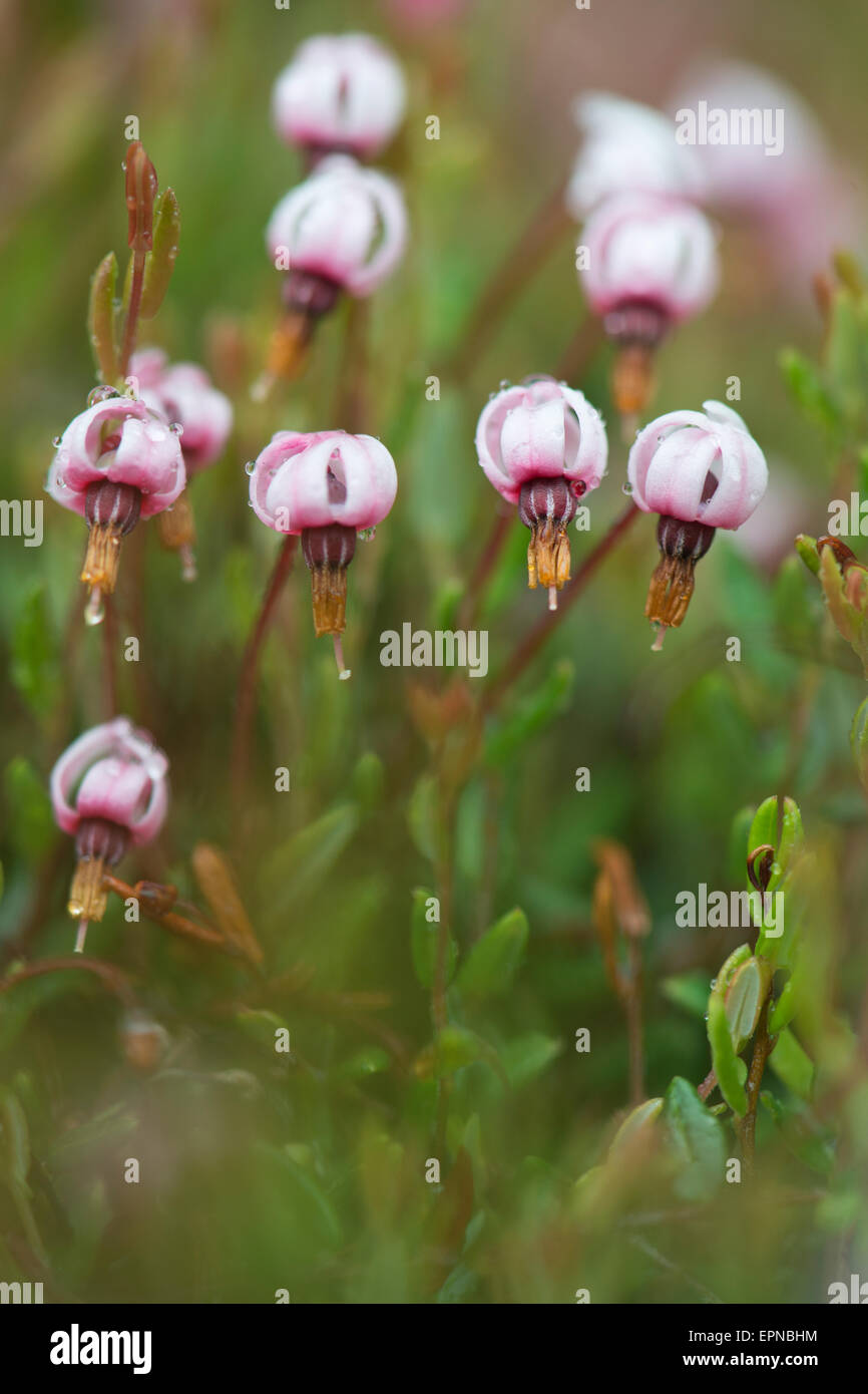 Cranberry (Vaccinium oxycoccus), flowers, Emsland, Lower Saxony ...