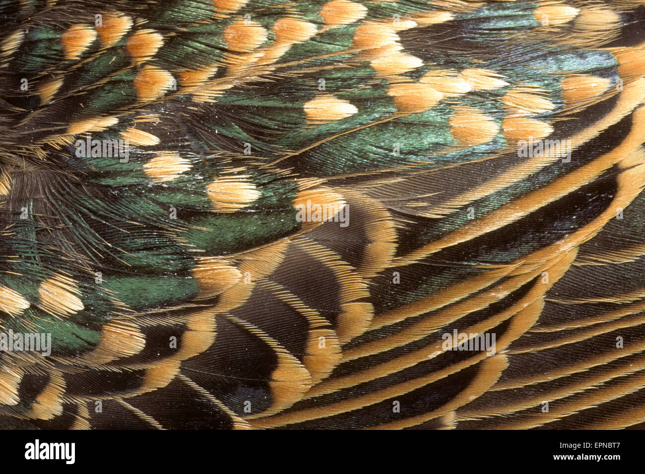 European starling (Sturnus vulgaris) wing close-up Stock Photo - Alamy