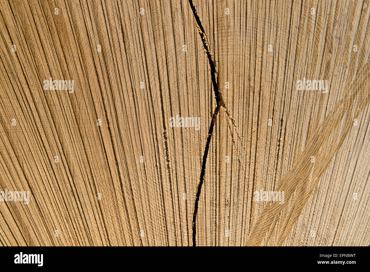 Trunk cut tree hi-res stock photography and images - Alamy