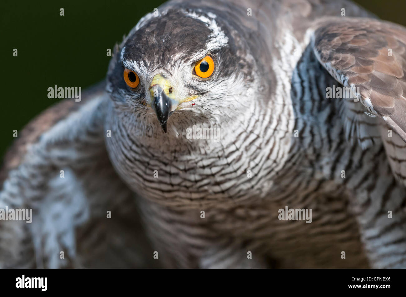 Northern Goshawk (Accipiter gentilis Stock Photo - Alamy