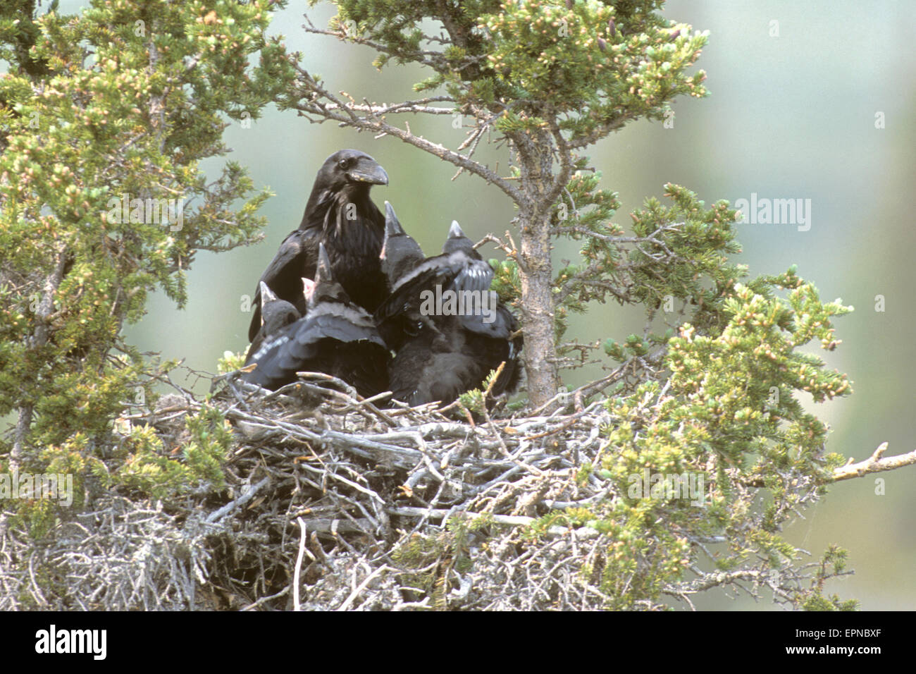 Common raven (Corvus corax) feeding chicks in nest Stock Photo - Alamy